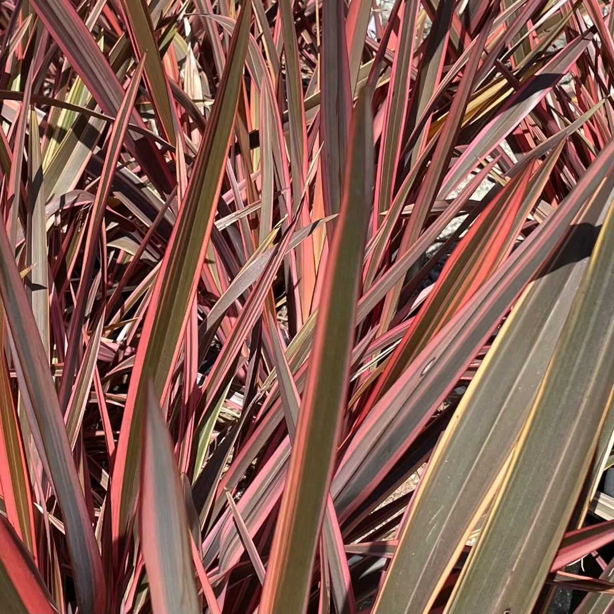 Maori Queen New Zealand Flax | C&J Gardening Center