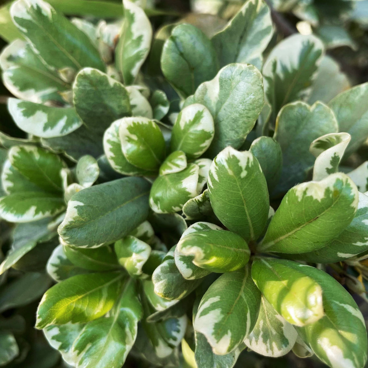 Shrubs | C&J Gardening Center