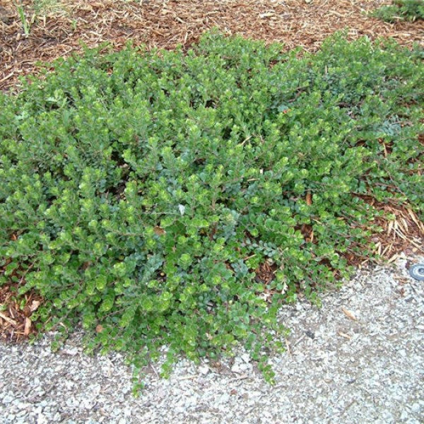 Point Reyes Manzanita | C&J Gardening Center