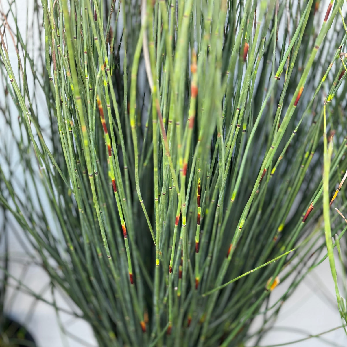 Large Cape Rush | C&J Gardening Center