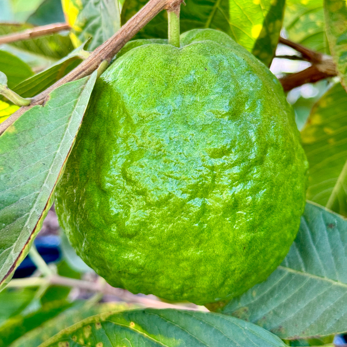Thailand Giant Guava | C&J Gardening Center