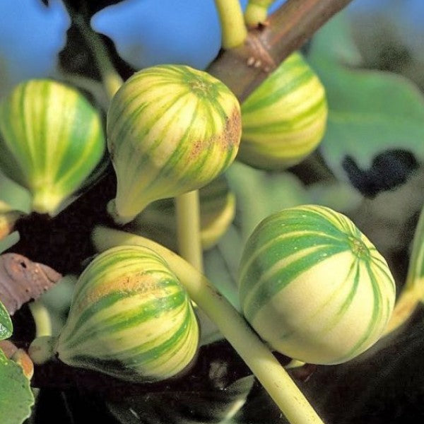 Panache Fig | C&J Gardening Center