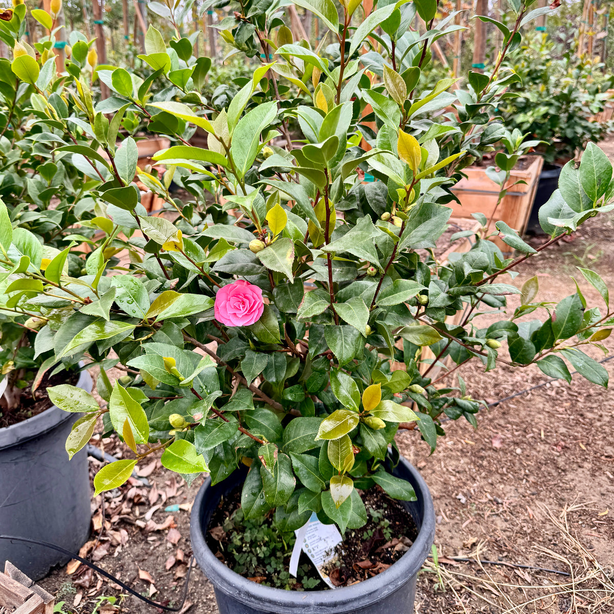 Marie Bracey Camellia | C&J Gardening Center