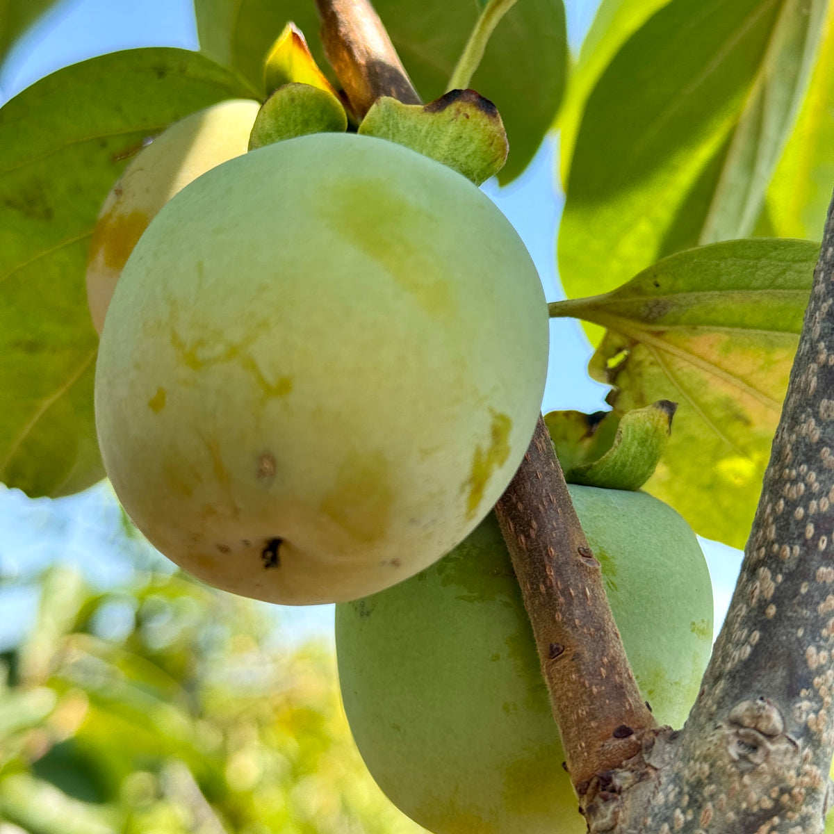 Maru Persimmon | C&J Gardening Center