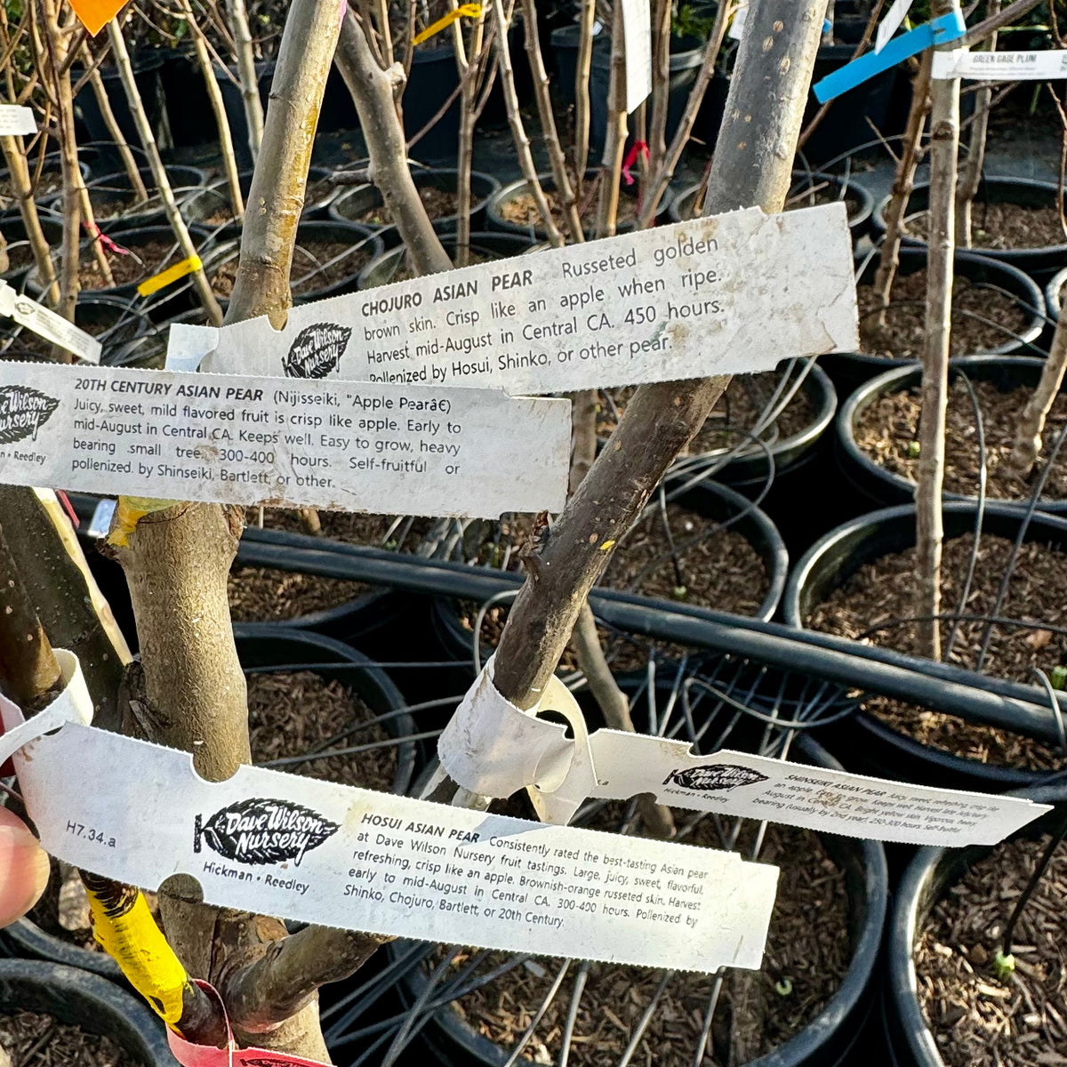 4-in-1 Asian Pear Tree | C&J Gardening Center