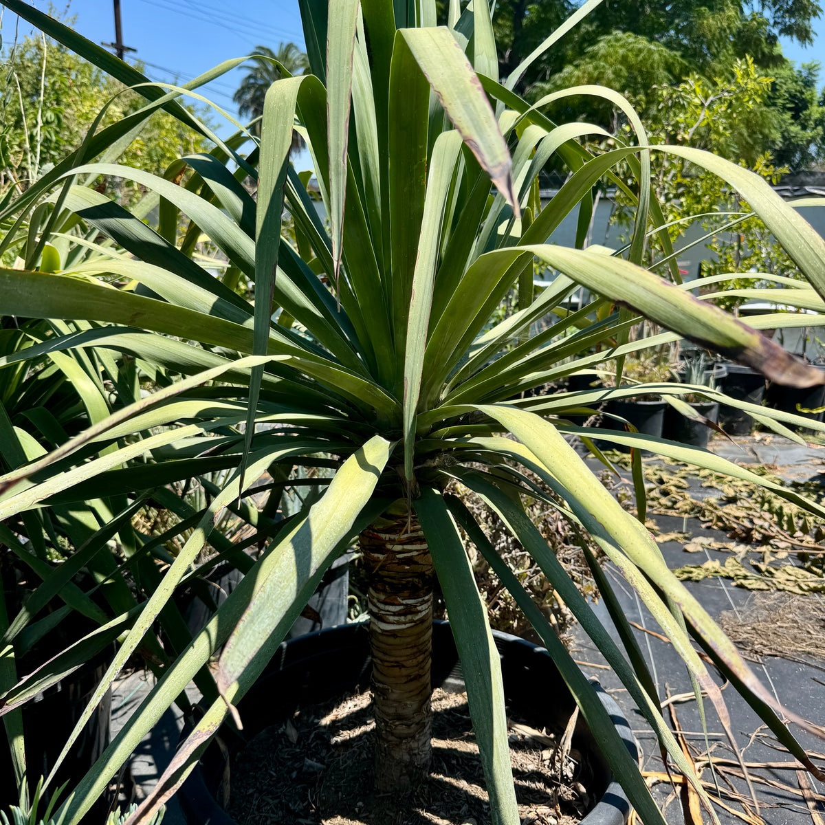 Dragon Fruit Seeds Buy Tree 10 Pcs Canary Island Dragon Blood Tree ...