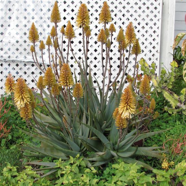 Aloe Moonglow | C&J Gardening Center