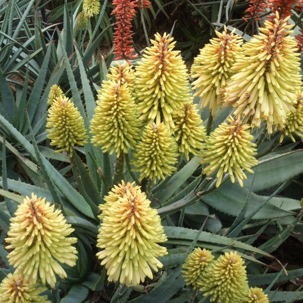 Aloe Moonglow | C&J Gardening Center