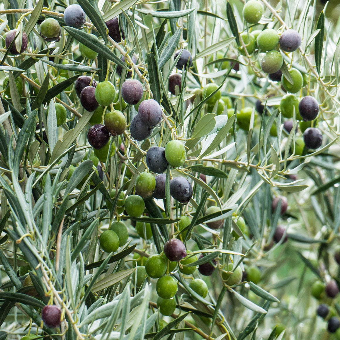 Arbequina Fruiting Olive | C&J Gardening Center