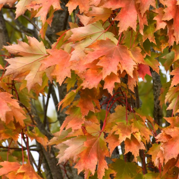 Armstrong Red Maple | C&J Gardening Center