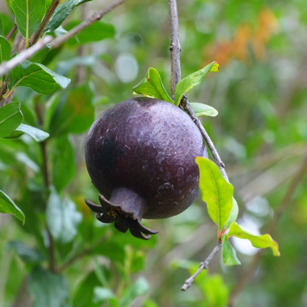 Black Pomegranate | C&J Gardening Center