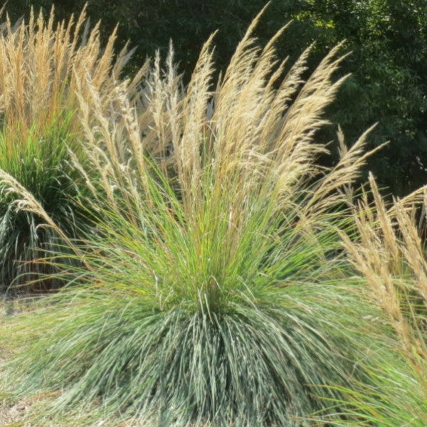 Bull Grass | C&J Gardening Center
