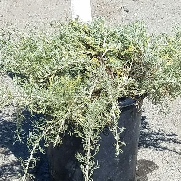 Canyon Gray Sagebrush | C&J Gardening Center