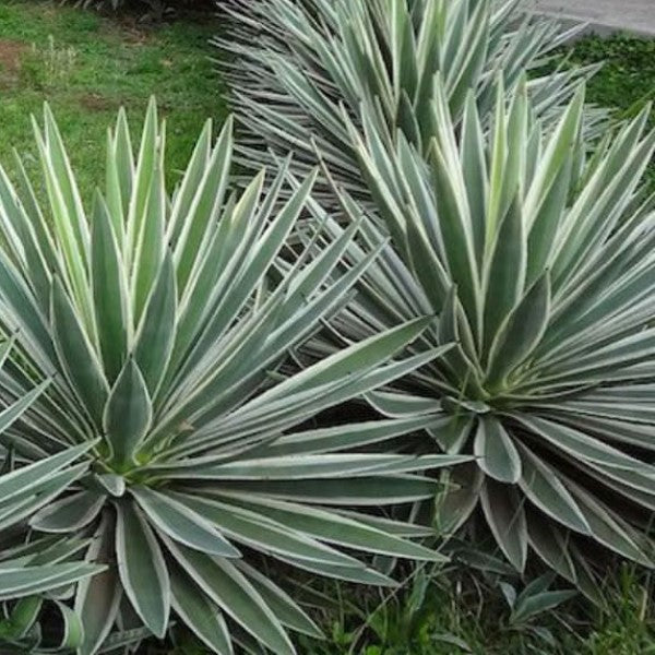 Caribbean Striped Agave | C&J Gardening Center