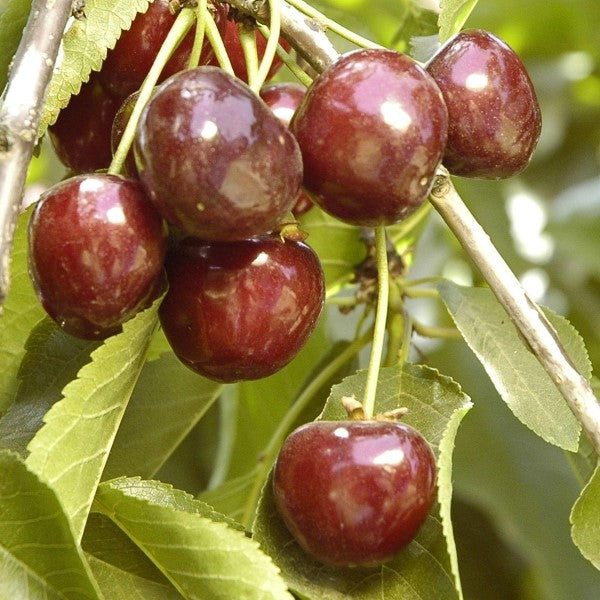 Craig's Crimson Cherry | C&J Gardening Center