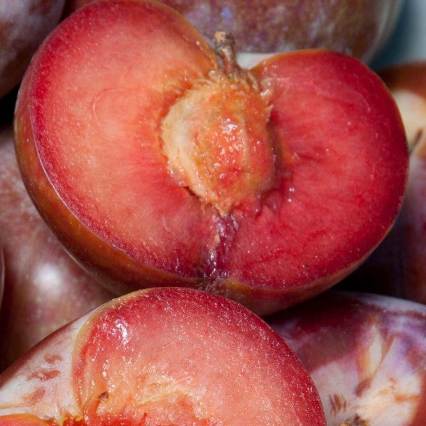 Dapple Supreme Pluot | C&J Gardening Center