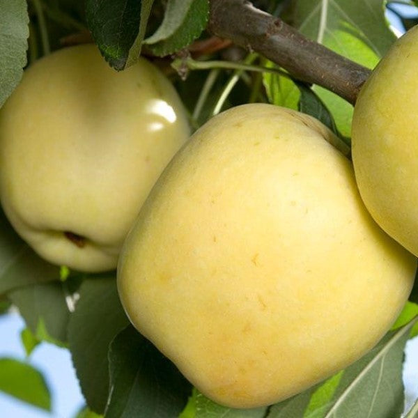 Dorsett Golden Apple | C&J Gardening Center