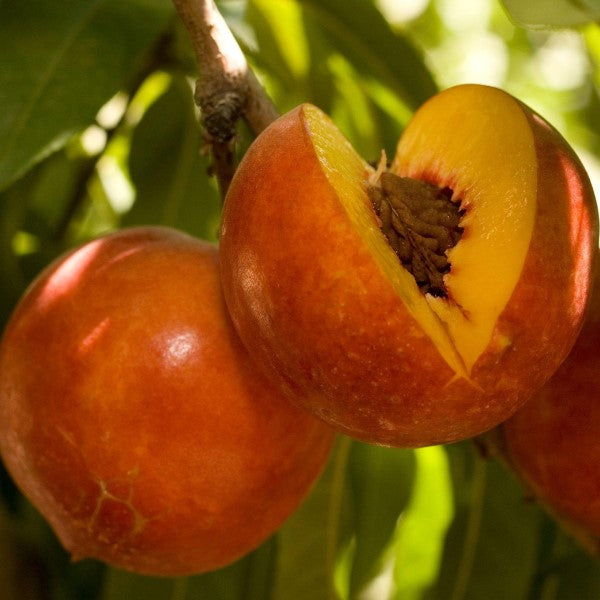 Double Delight Yellow Nectarine | C&J Gardening Center