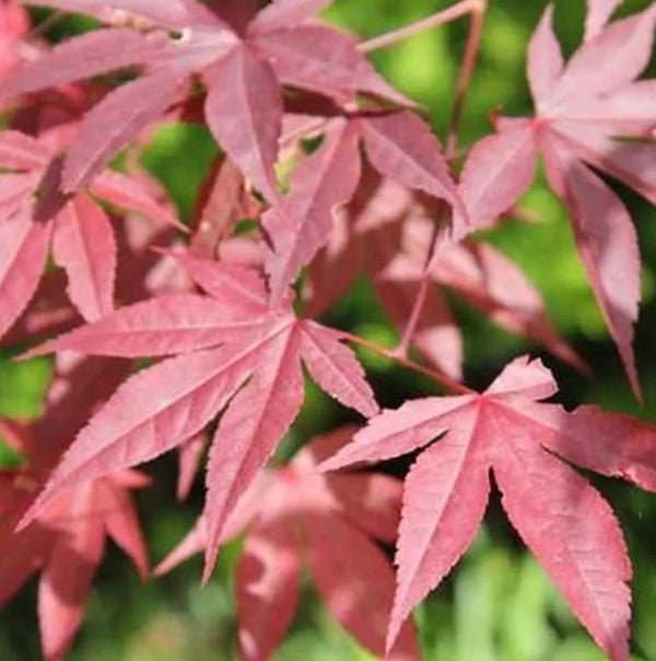 Emperor 1 Japanese Maple Tree | C&J Gardening Center