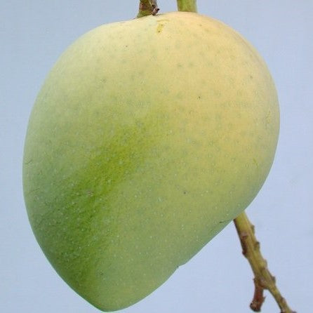 Fairchild Mango | C&J Gardening Center
