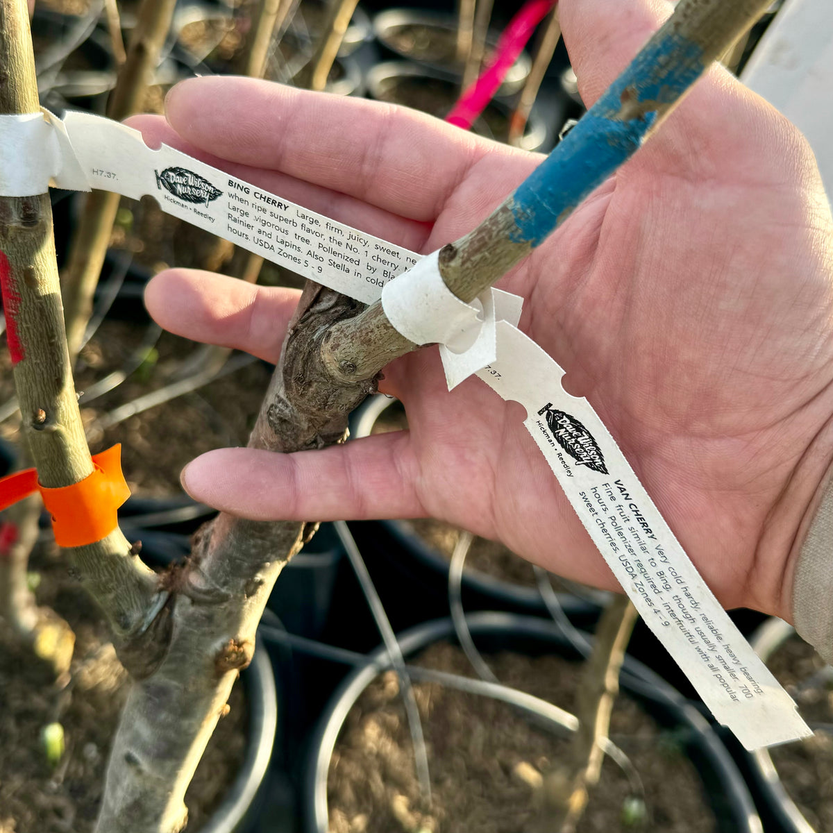 2-in-1 Cherry Tree | C&J Gardening Center