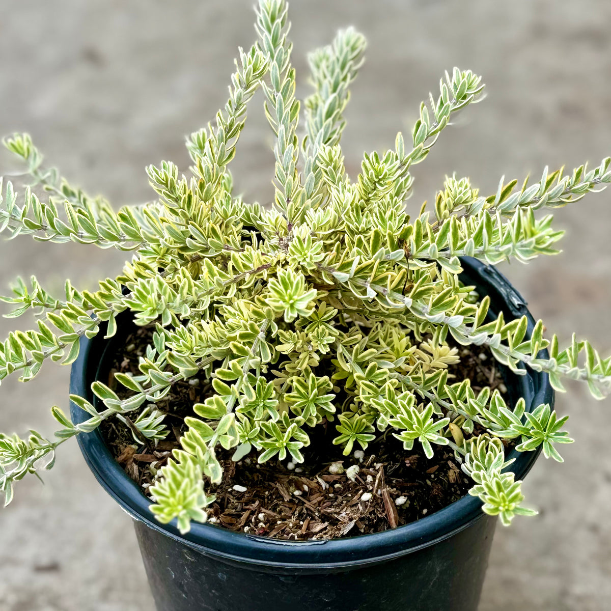 Variegated Australian Rosemary | C&J Gardening Center