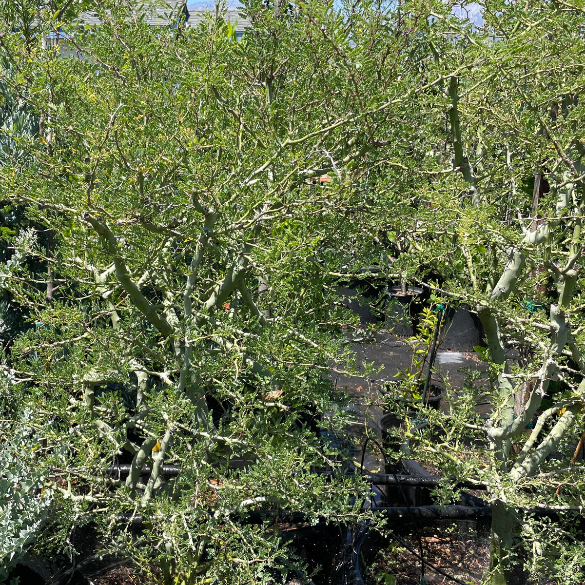 Palo Brea | C&J Gardening Center