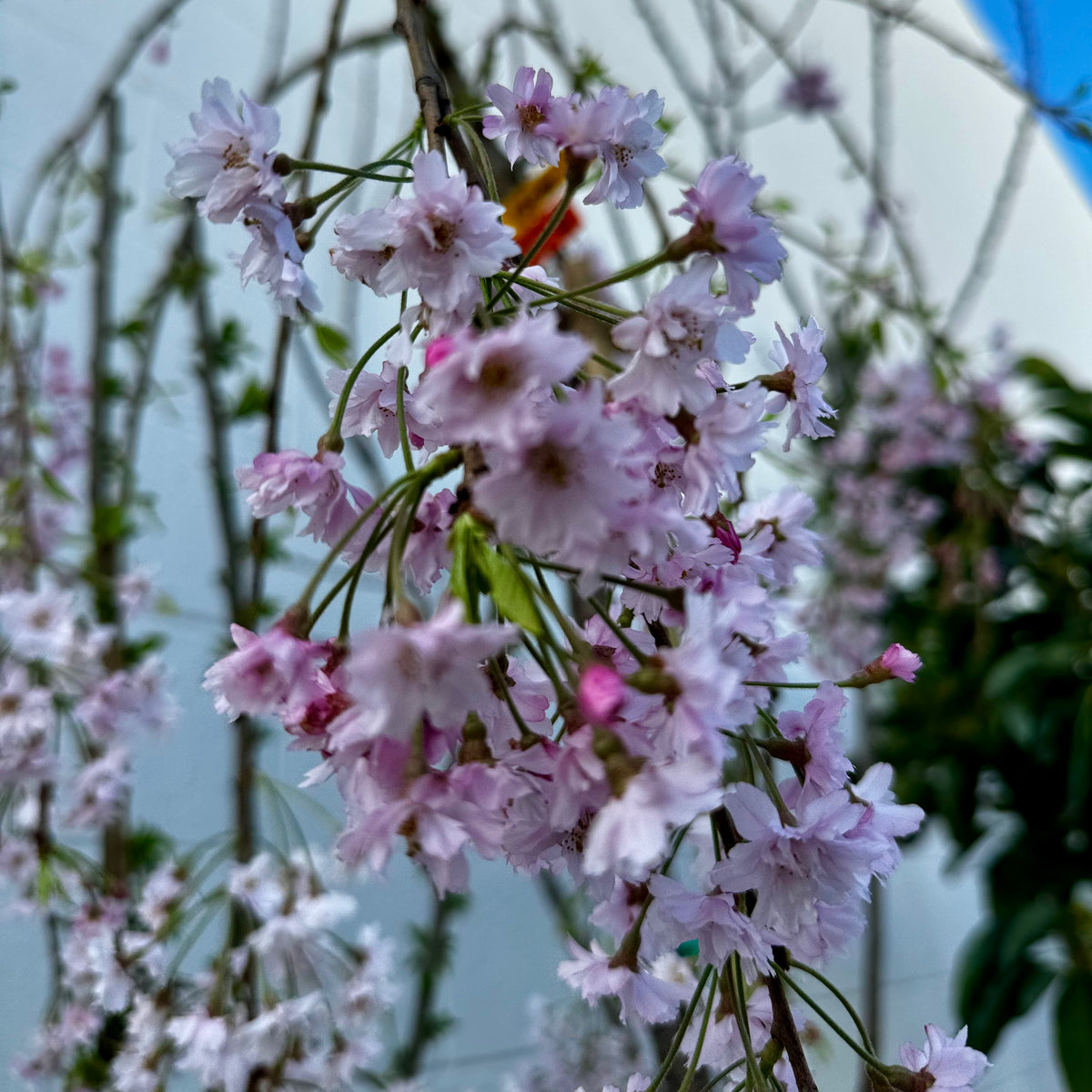 Double Pink Weeping Flowering Cherry | C&J Gardening Center