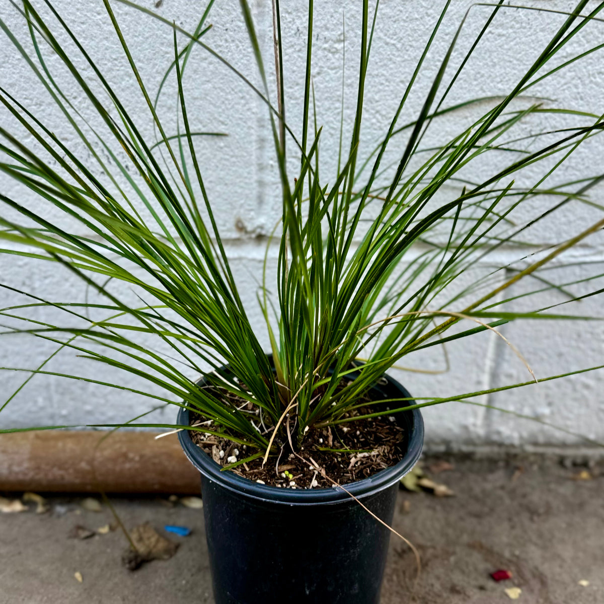 Dwarf Mat Rush | C&J Gardening Center