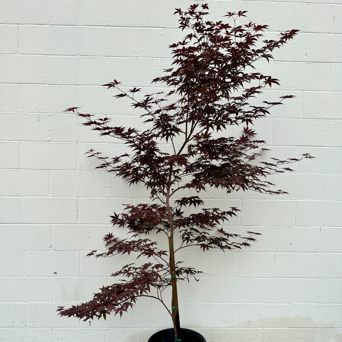 Emperor 1 Japanese Maple Tree | C&J Gardening Center