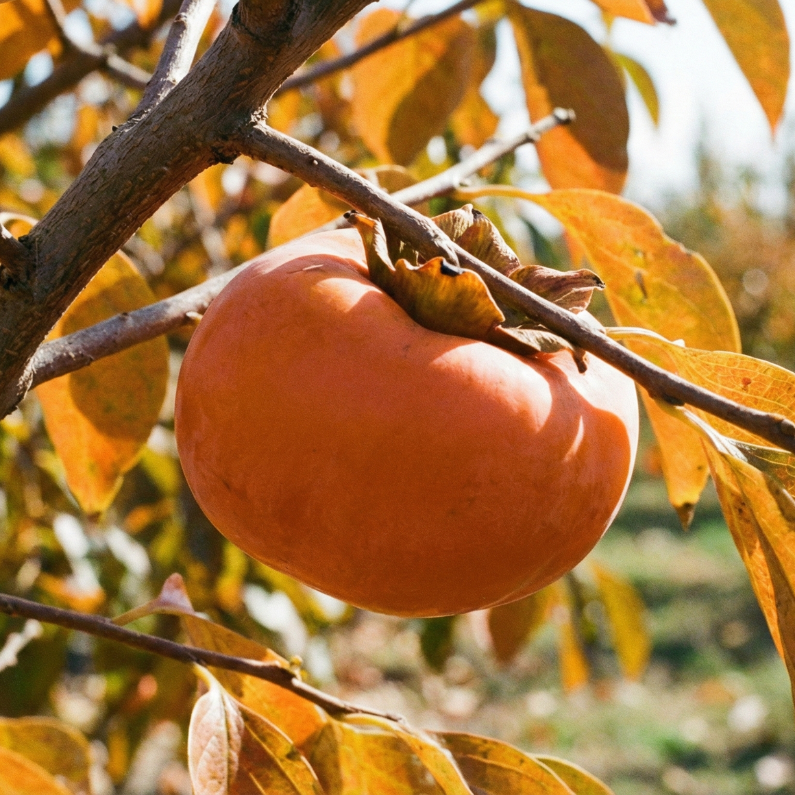 Giant Fuyu Persimmon | C&J Gardening Center