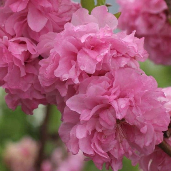 Helen Borcher's Flowering Peach | C&J Gardening Center