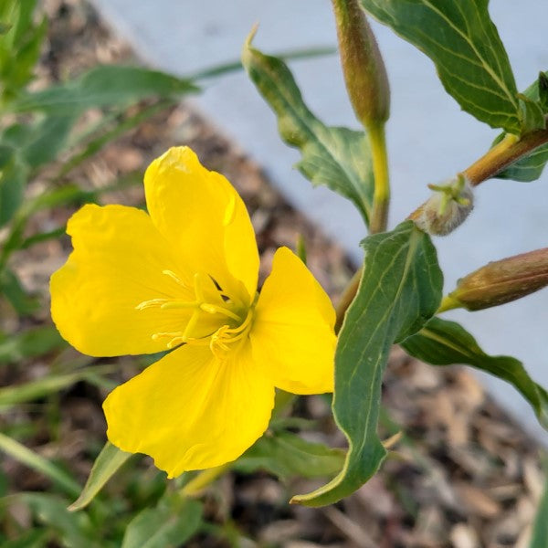 Hooker's Evening Primrose | C&J Gardening Center
