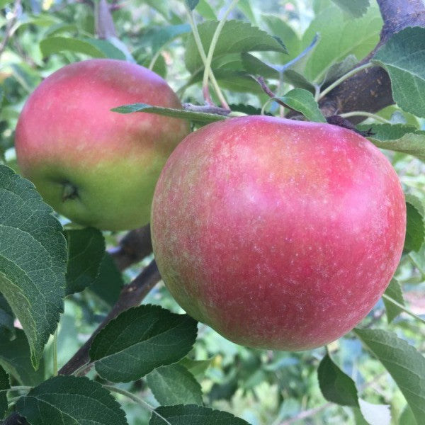 King David Apple | C&J Gardening Center