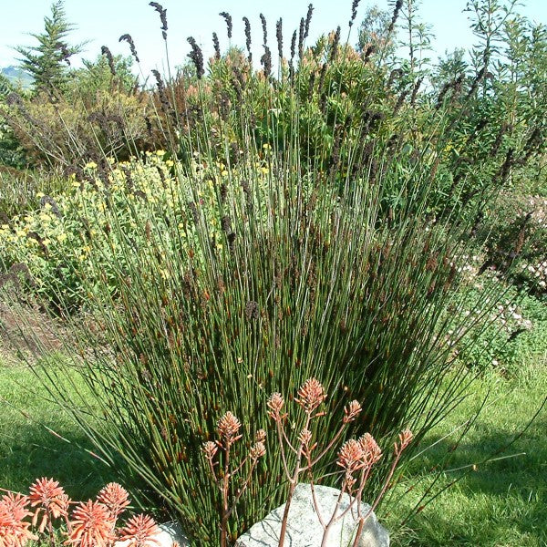 Large Cape Rush | C&J Gardening Center