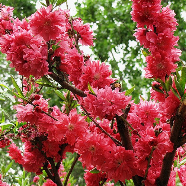 Late Red Flowering Peach | C&J Gardening Center