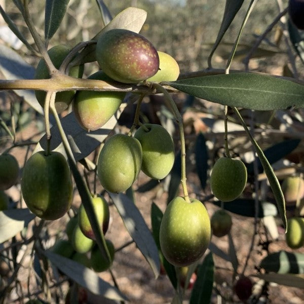Mission Olive | C&J Gardening Center