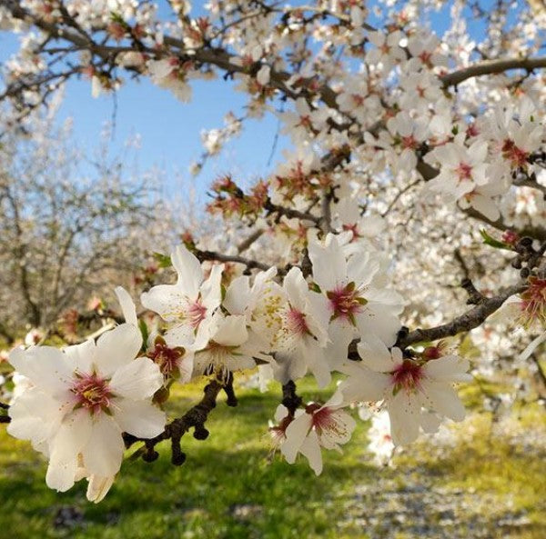 NE Plus Almond Tree | C&J Gardening Center