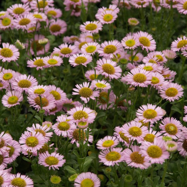 Pink Seaside Daisy | C&J Gardening Center
