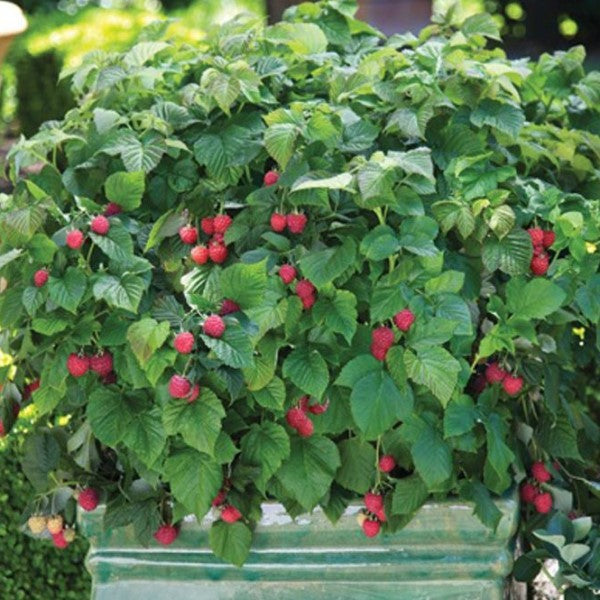 Raspberry Shortcake Raspberry | C&J Gardening Center