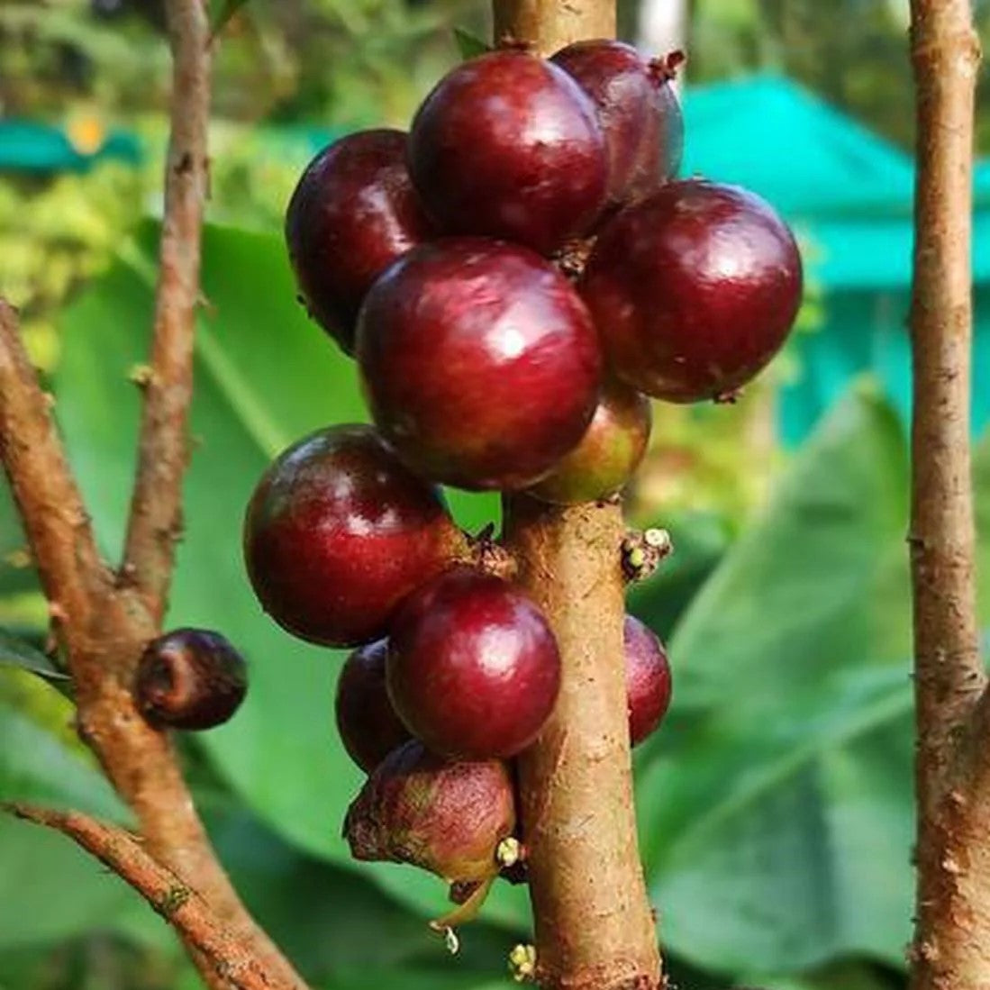 Red Dwarf Jaboticaba | C&J Gardening Center