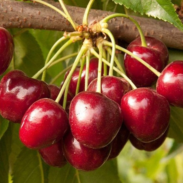Royal Crimson Cherry | C&J Gardening Center