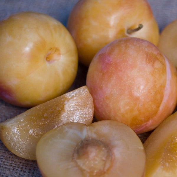 Splash Pluot | C&J Gardening Center
