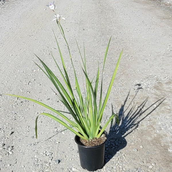 Sunstripe Fortnight Lily | C&J Gardening Center