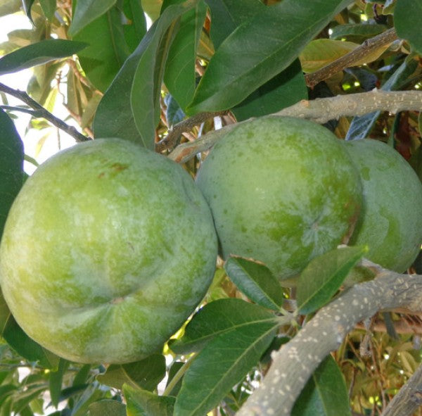Younghans White Sapote Tree | C&J Gardening Center