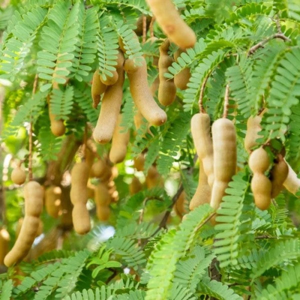 Tamarind Fruit Tree