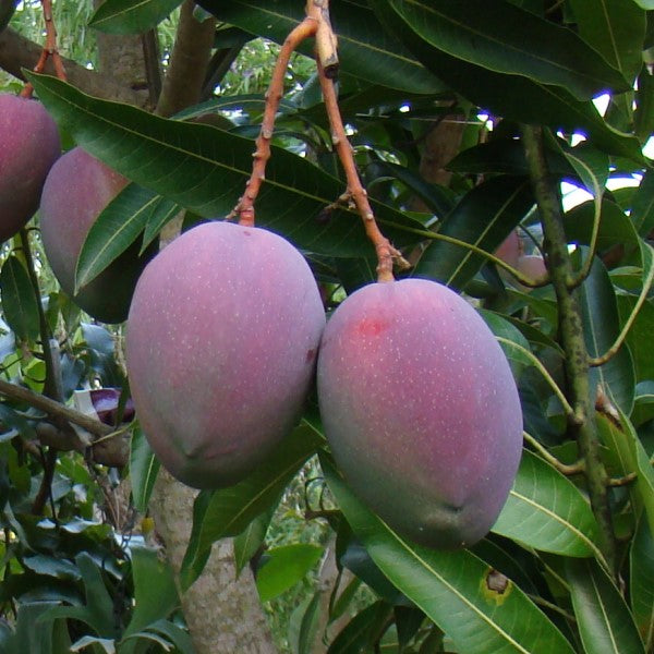 Tommy Atkins Mango | C&J Gardening Center