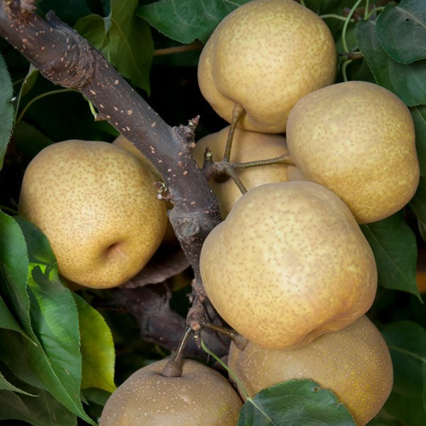 Hosui Asian Pear | C&J Gardening Center