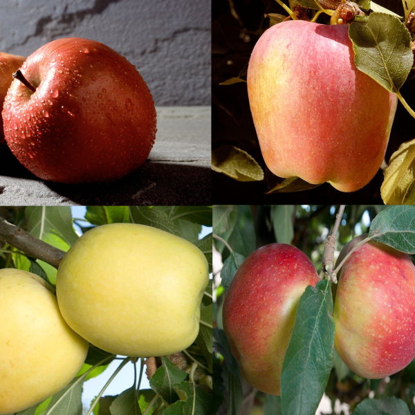 4-in-1 Apple Tree | C&J Gardening Center