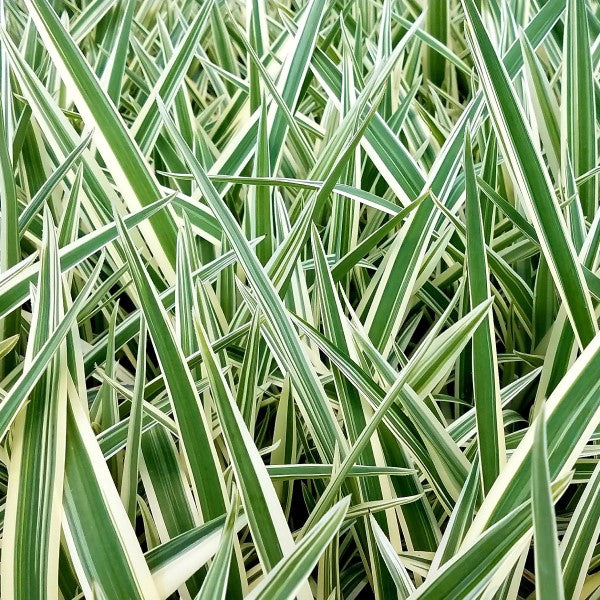 Variegated Flax Lily | C&J Gardening Center